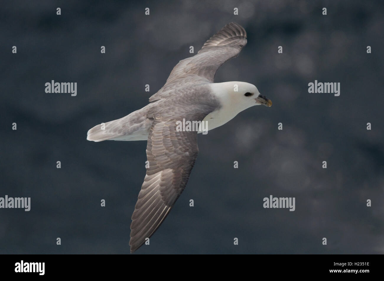 EUROPE, ICELAND, Fulmar, Fulmaris Glacialis, in flight Stock Photo - Alamy