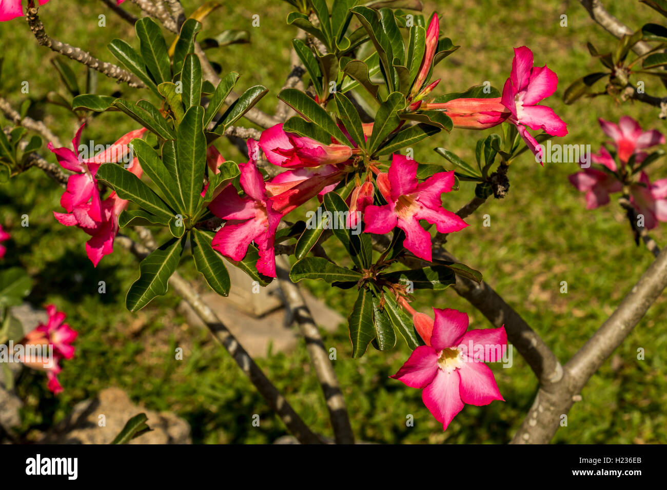 Sabah agricultural park Tenom dedicated to plant conservation and flora ...