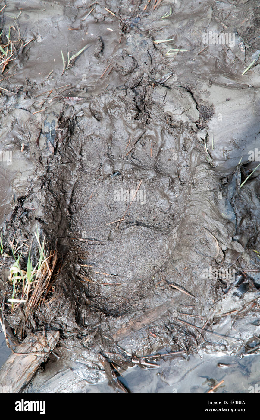 Grizzly bear grizzlies bears hi-res stock photography and images - Alamy