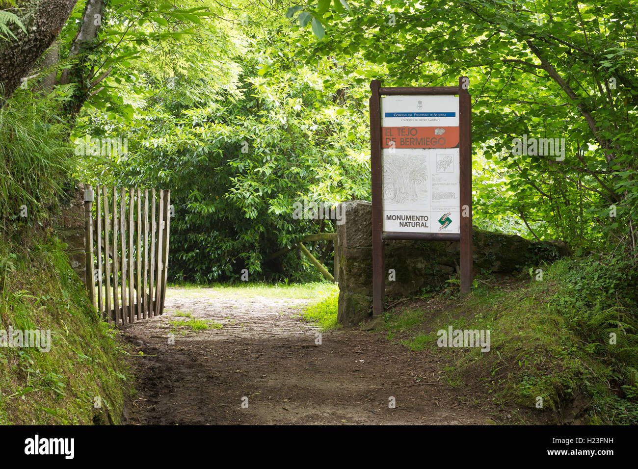 Bermiego yew, also called Asturian "Teixu l'Ilesia" is an ancient tree ...