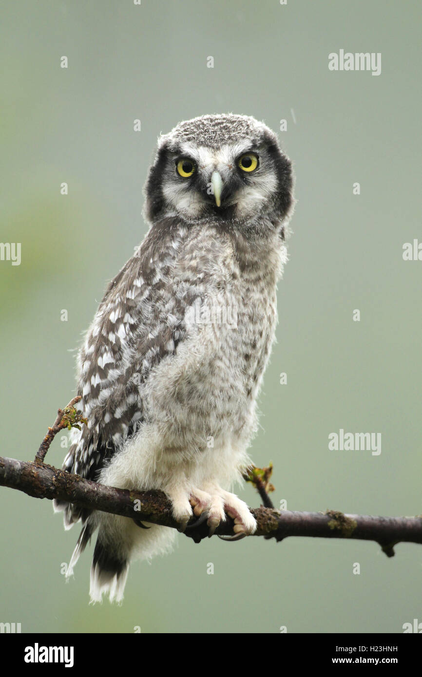 Northern hawk-owl (Surnia ulula), young bird sitting on tree branch in ...