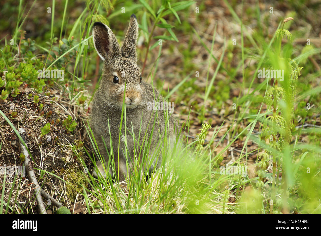Mountain hare (Lepus timidus), juvenile, Lapland, Norway Stock Photo ...