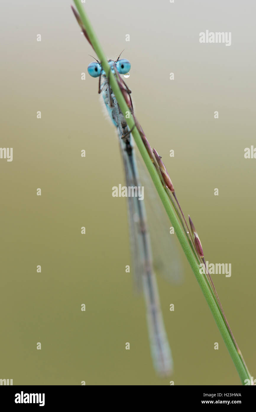 Common blue damselfly, also common bluet or northern bluet (Enallagma ...