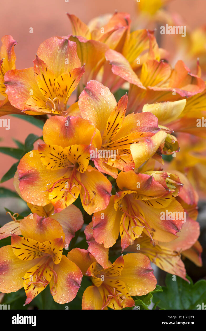 France lily flower hi-res stock photography and images - Alamy