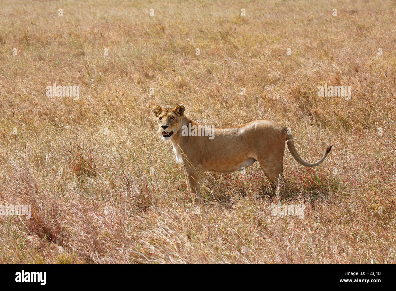 Pregnant lioness wandering in savannah, African lion (Panthera leo ...