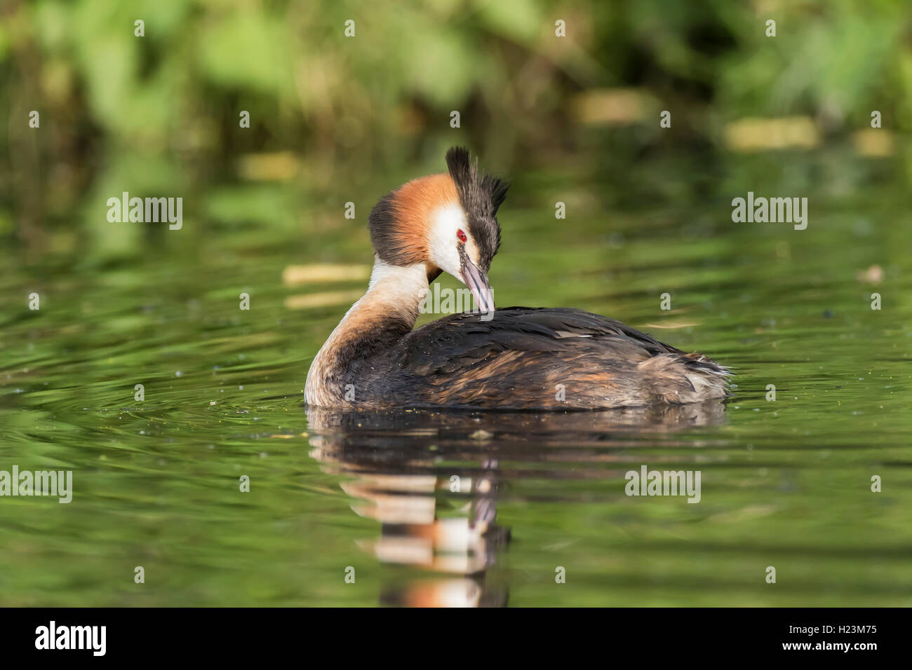 Great crested grebe (Podiceps cristatus) in water, preening feathers ...