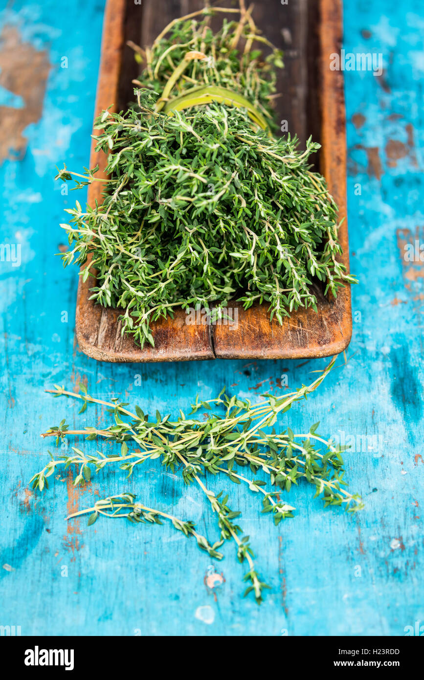 Medicinal plant thymus vulgaris hi-res stock photography and images - Alamy