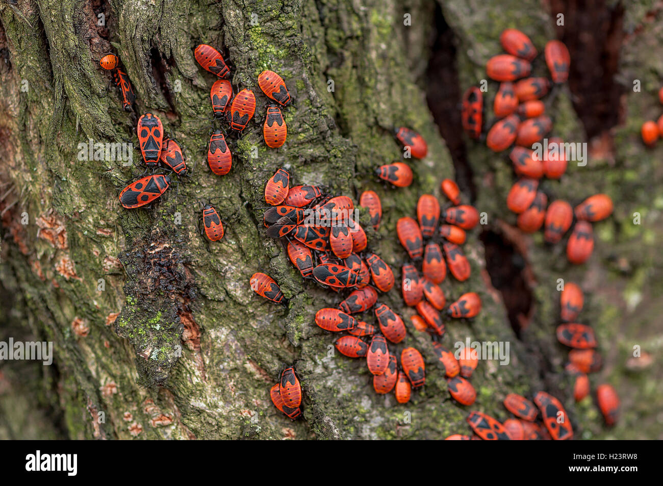 A group of firebugs (Pyrrhocoris apterus) on a tree Stock Photo - Alamy