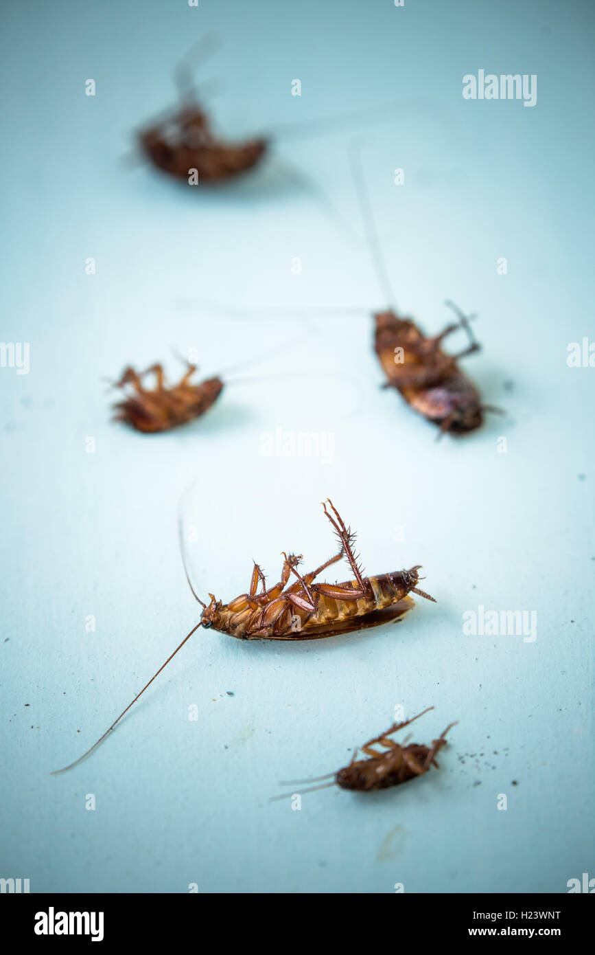 American cockroach periplaneta americana hi-res stock photography and ...