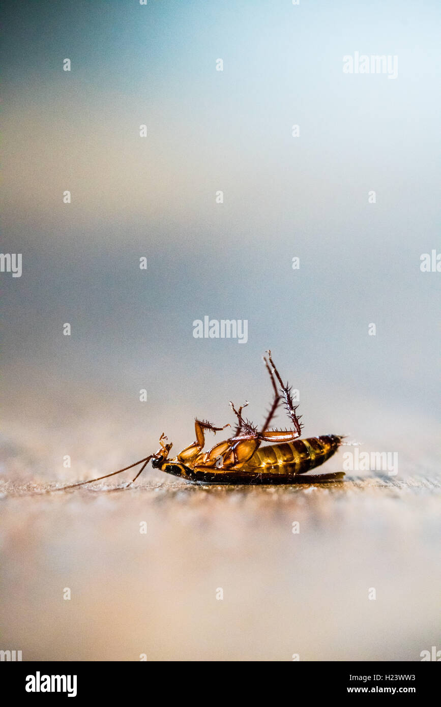 American cockroach cockroach hi-res stock photography and images - Alamy
