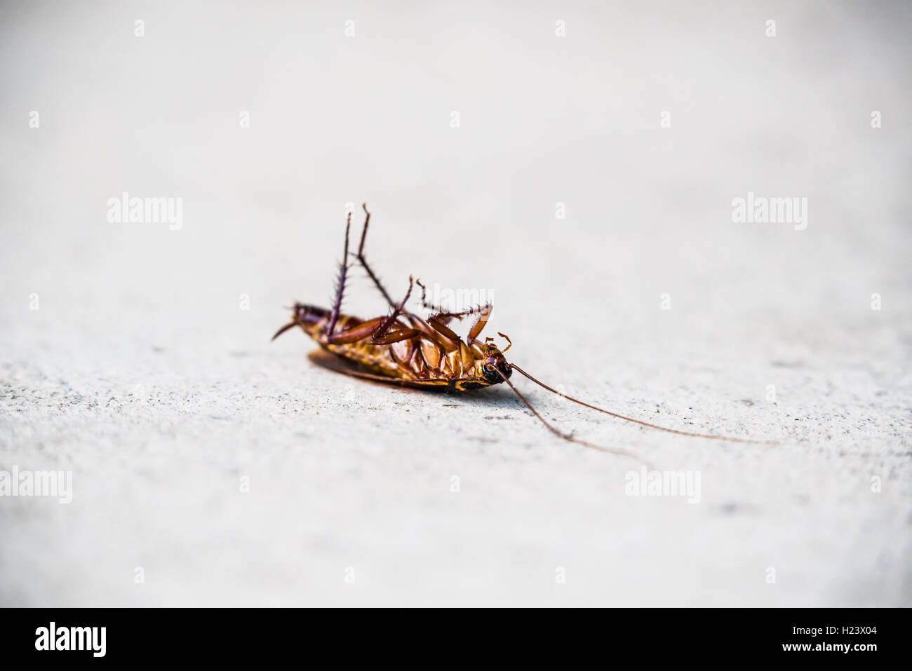 American cockroach periplaneta americana hi-res stock photography and ...