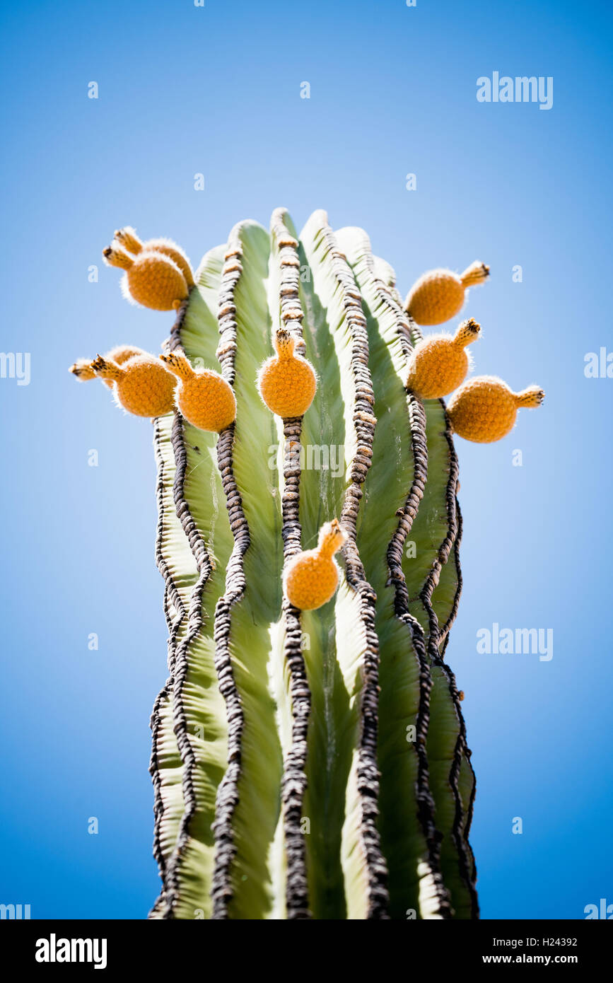 Cardon, cactus in the desert, Baja California, Mexico Stock Photo - Alamy