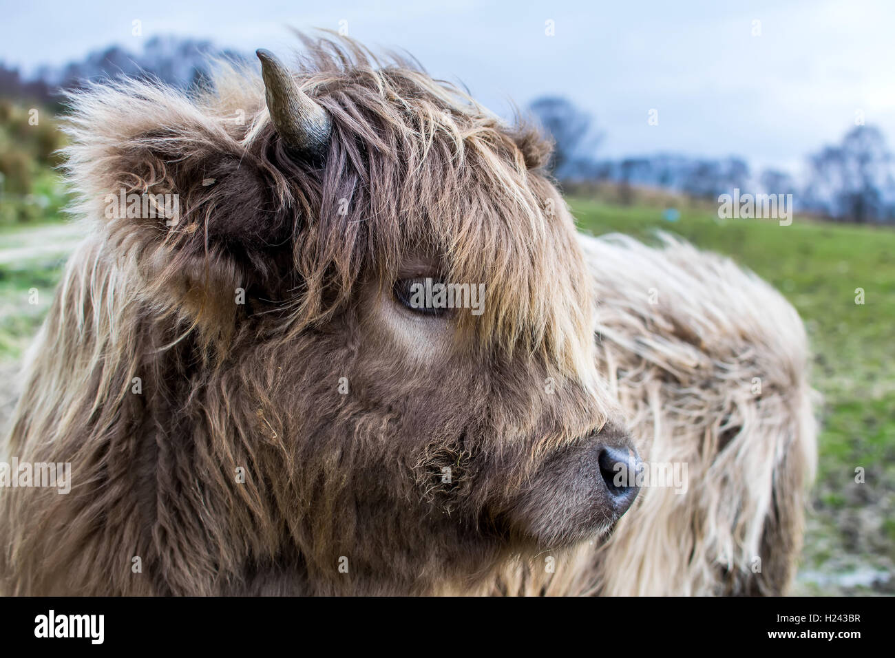 Windswept highland cow animal hi-res stock photography and images - Alamy
