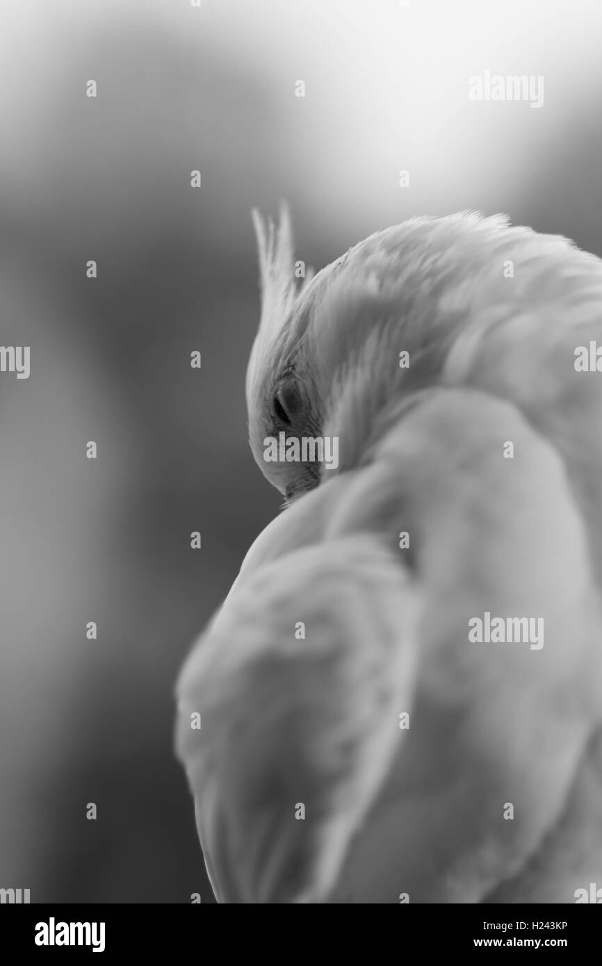 A cockatiel having an afternoon nap Stock Photo - Alamy