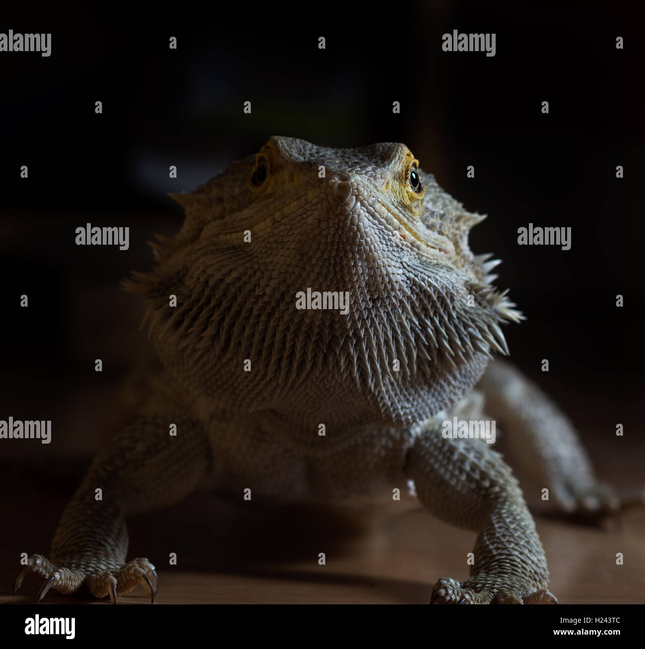 Male Bearded Dragon Stock Photo - Alamy