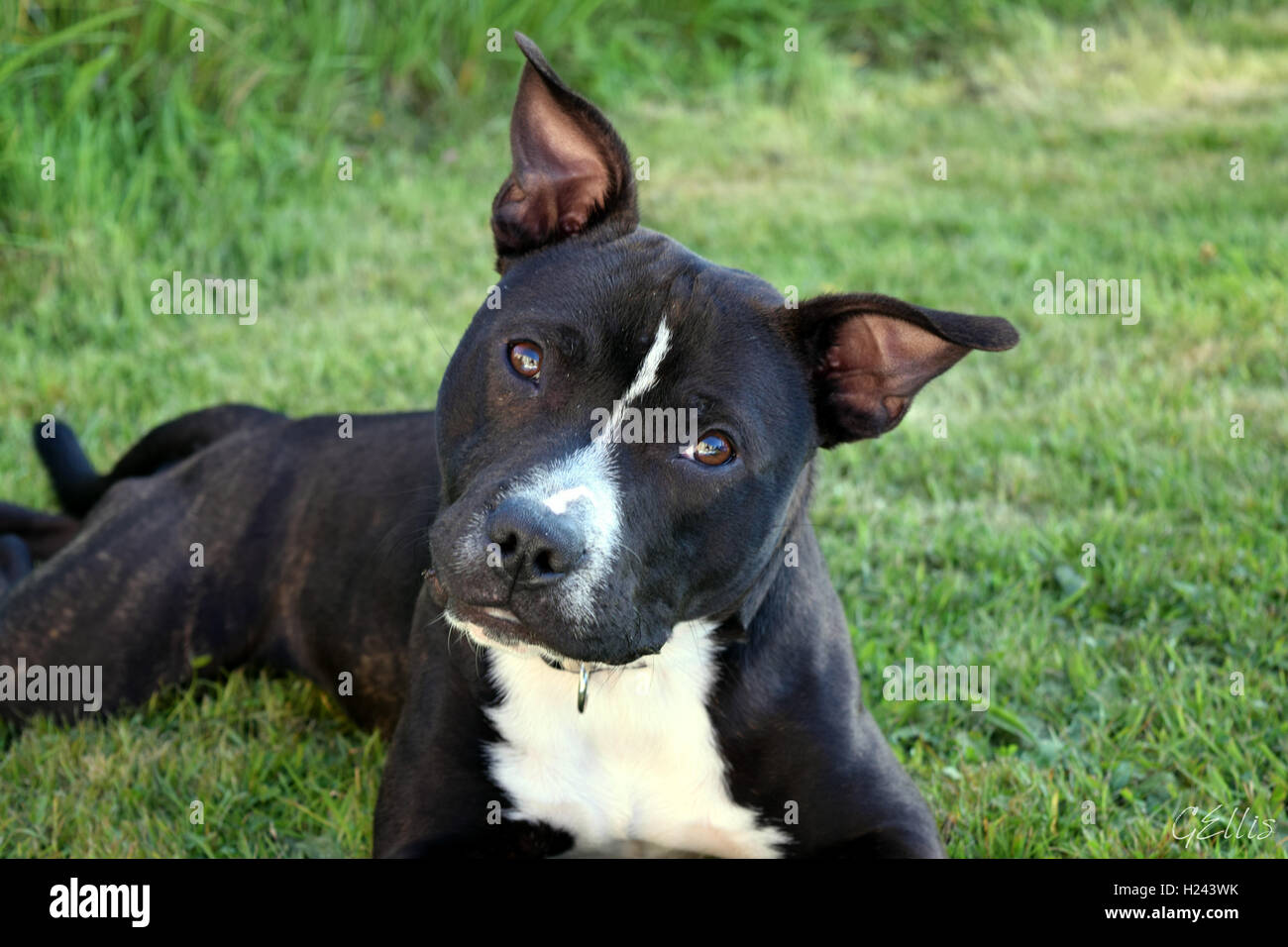 Smiling staffordshire bull terrier hi-res stock photography and images ...