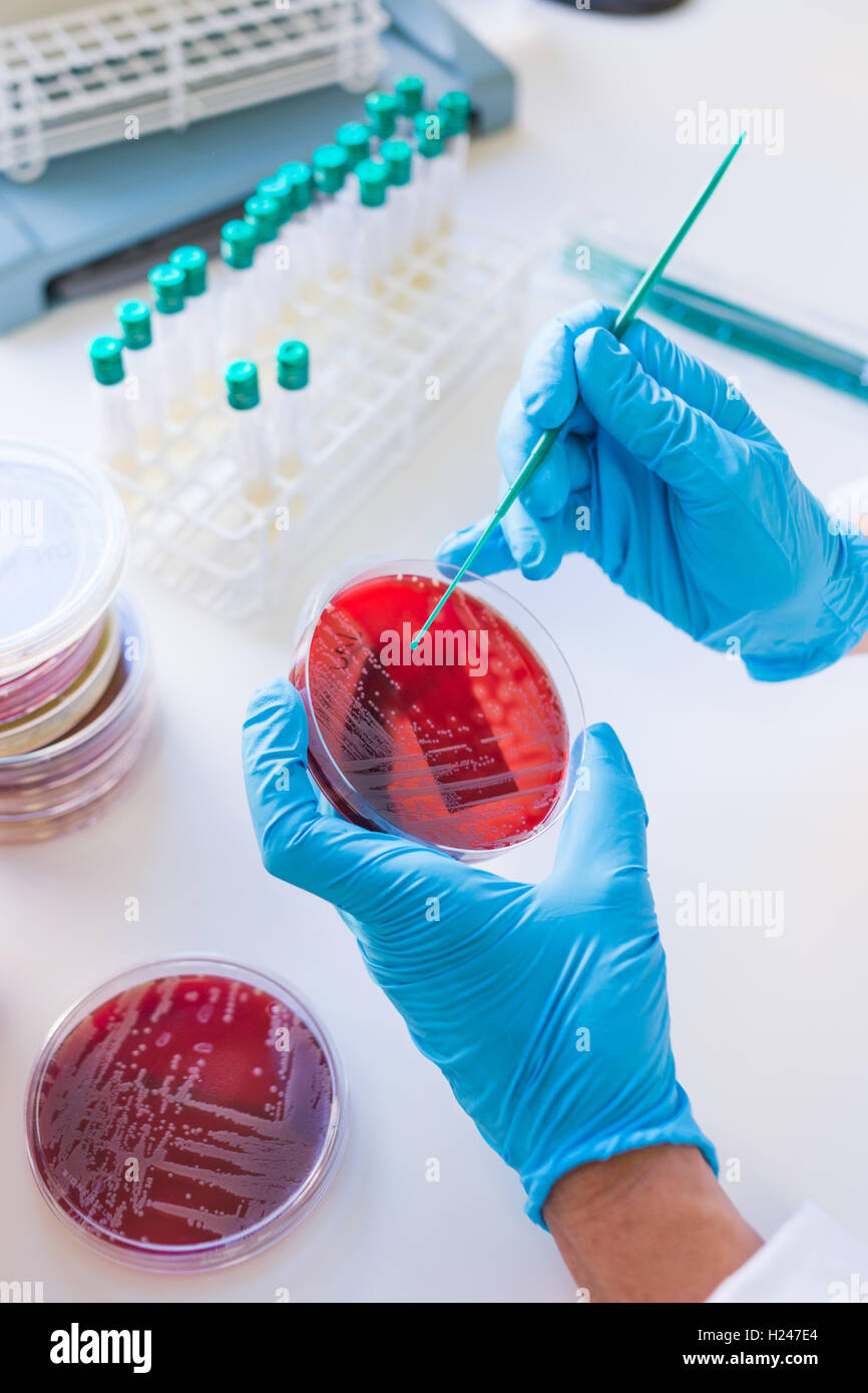 Colonies of Staphylococcus aureus bacteria Stock Photo - Alamy