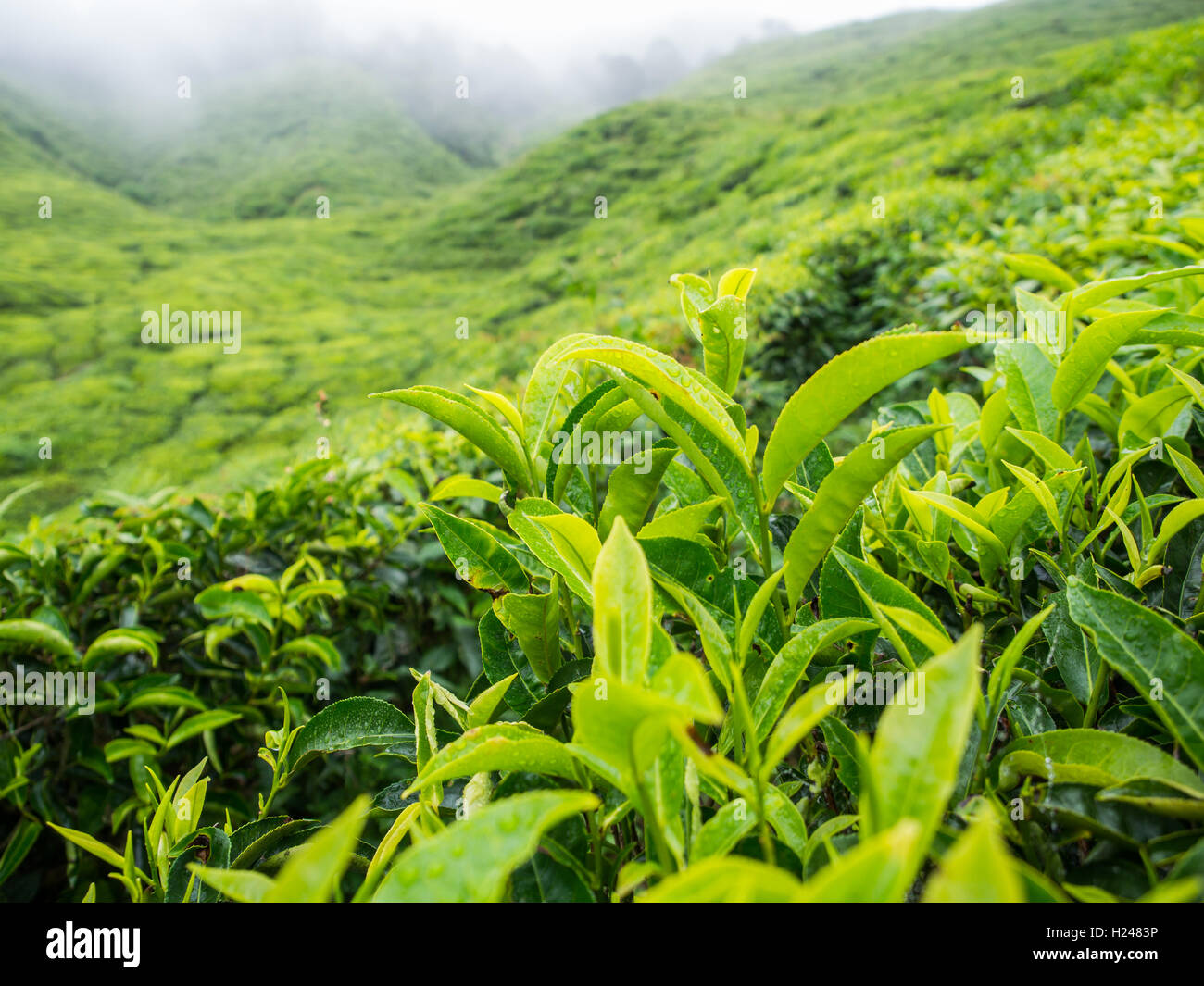 Boh Tea plantation in Cameron highlands, Malaysia Stock Photo - Alamy