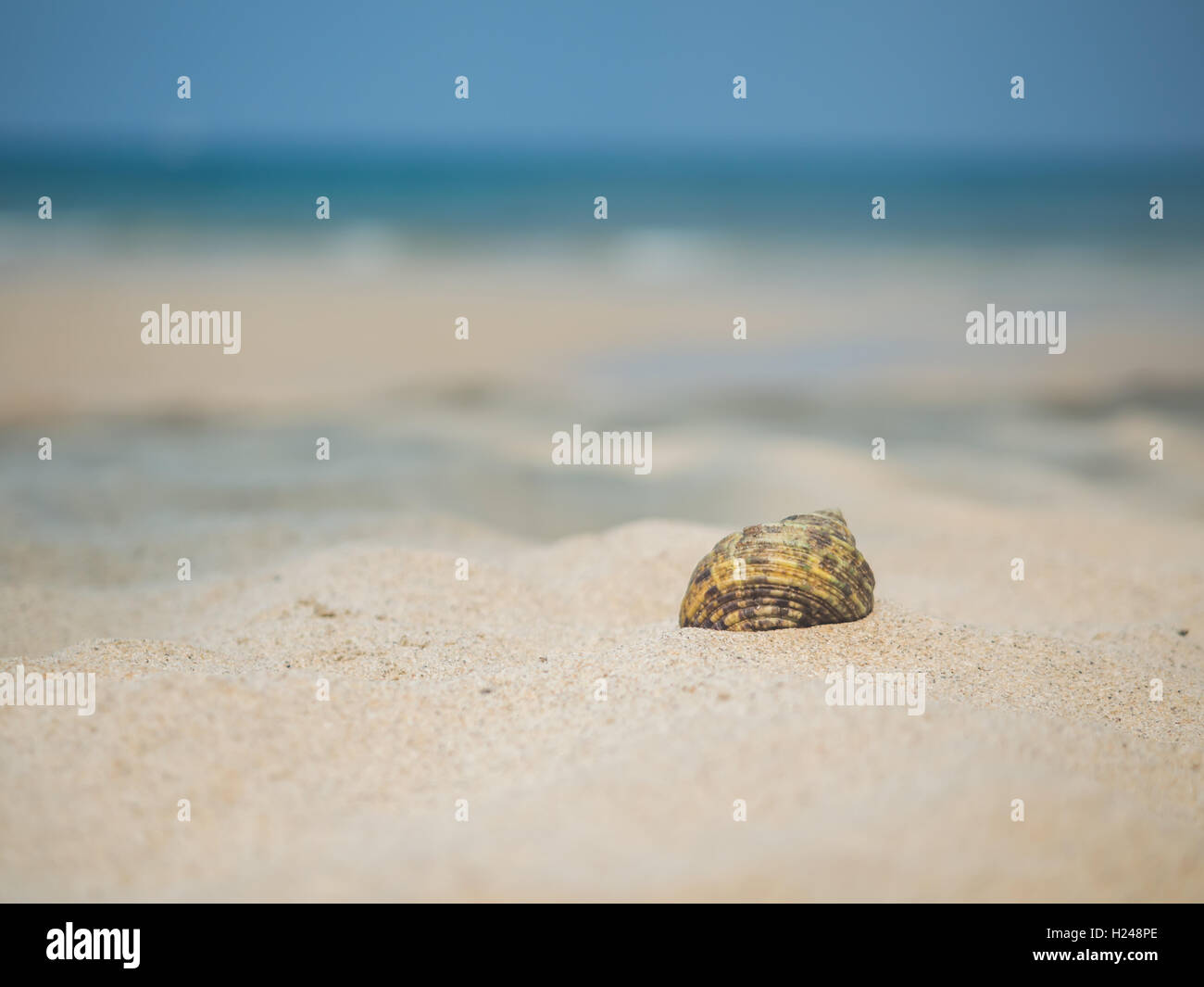 Sea shell on the beautiful tropical beach Stock Photo - Alamy