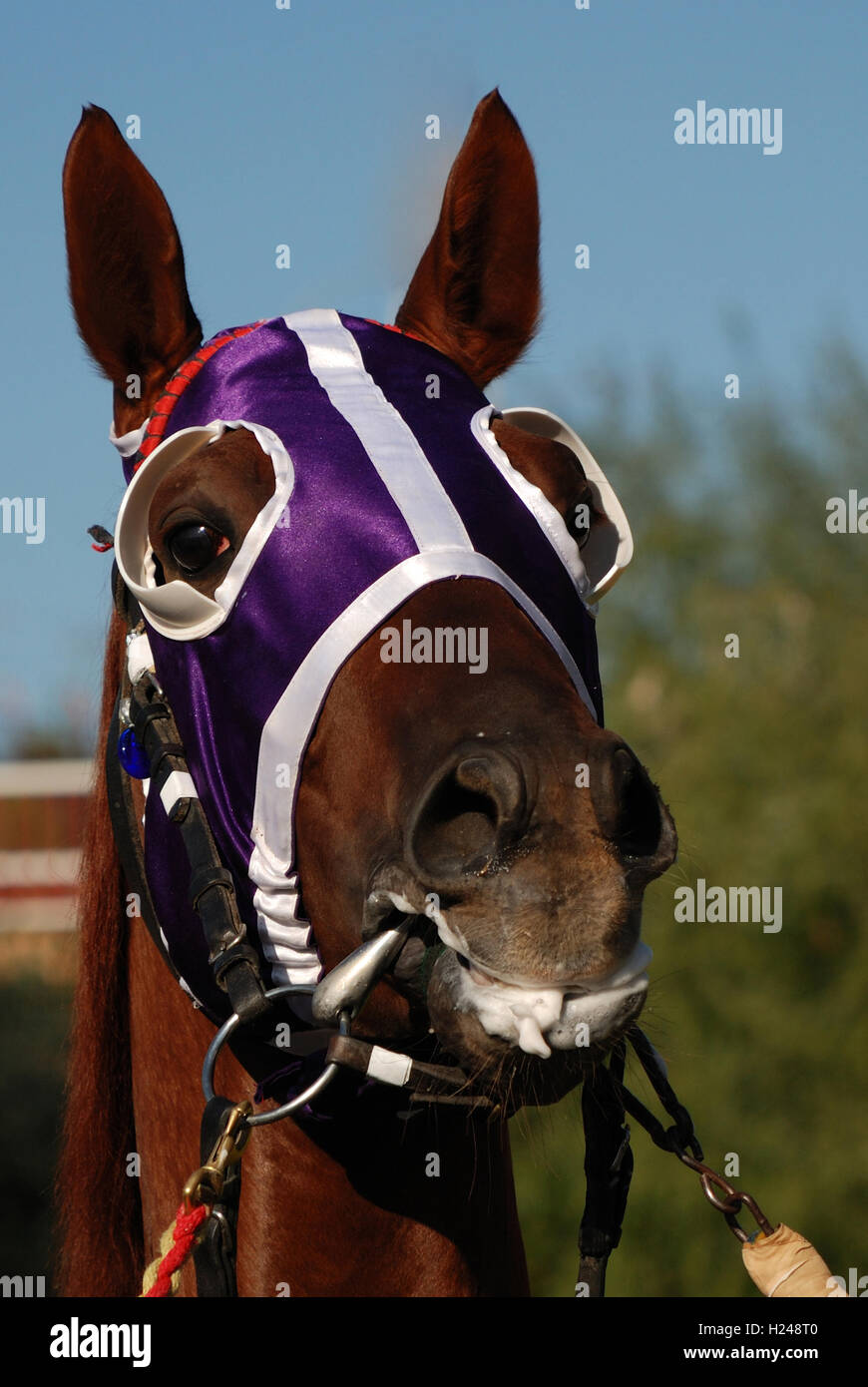 Race horse head hi-res stock photography and images - Alamy