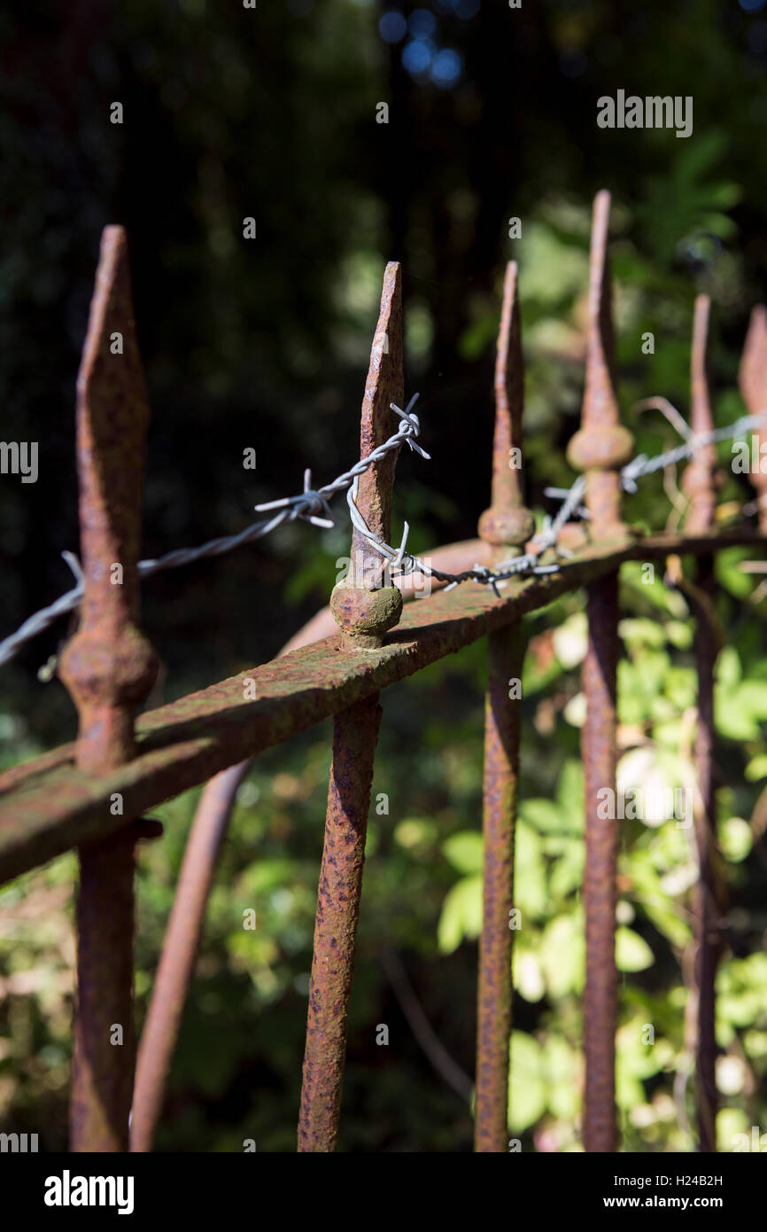 Old iron fence rusty with age covered in barbed wire lost amongst the ...