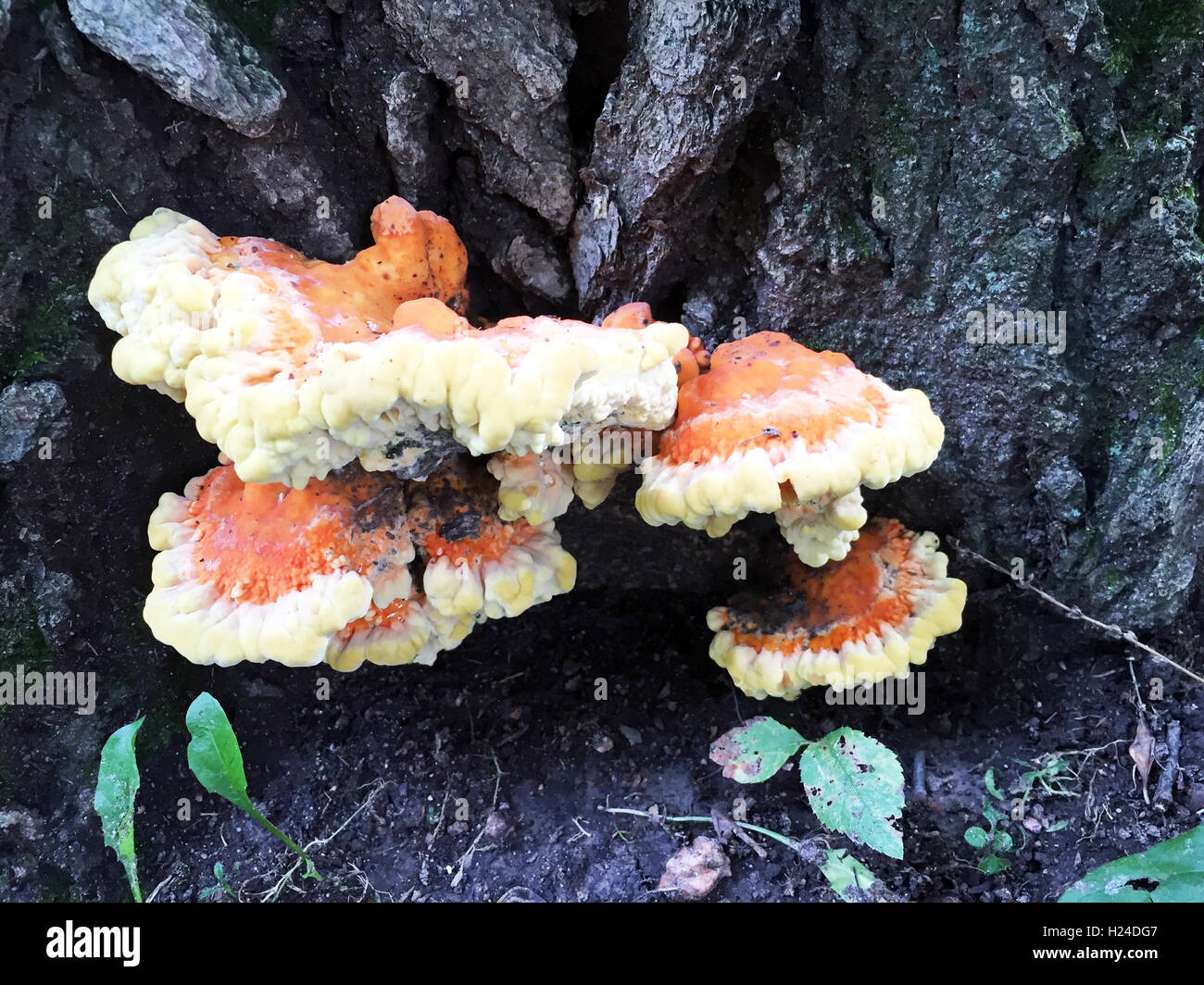 Chicken of the woods mushrooms growing on a tree in the wild Stock ...