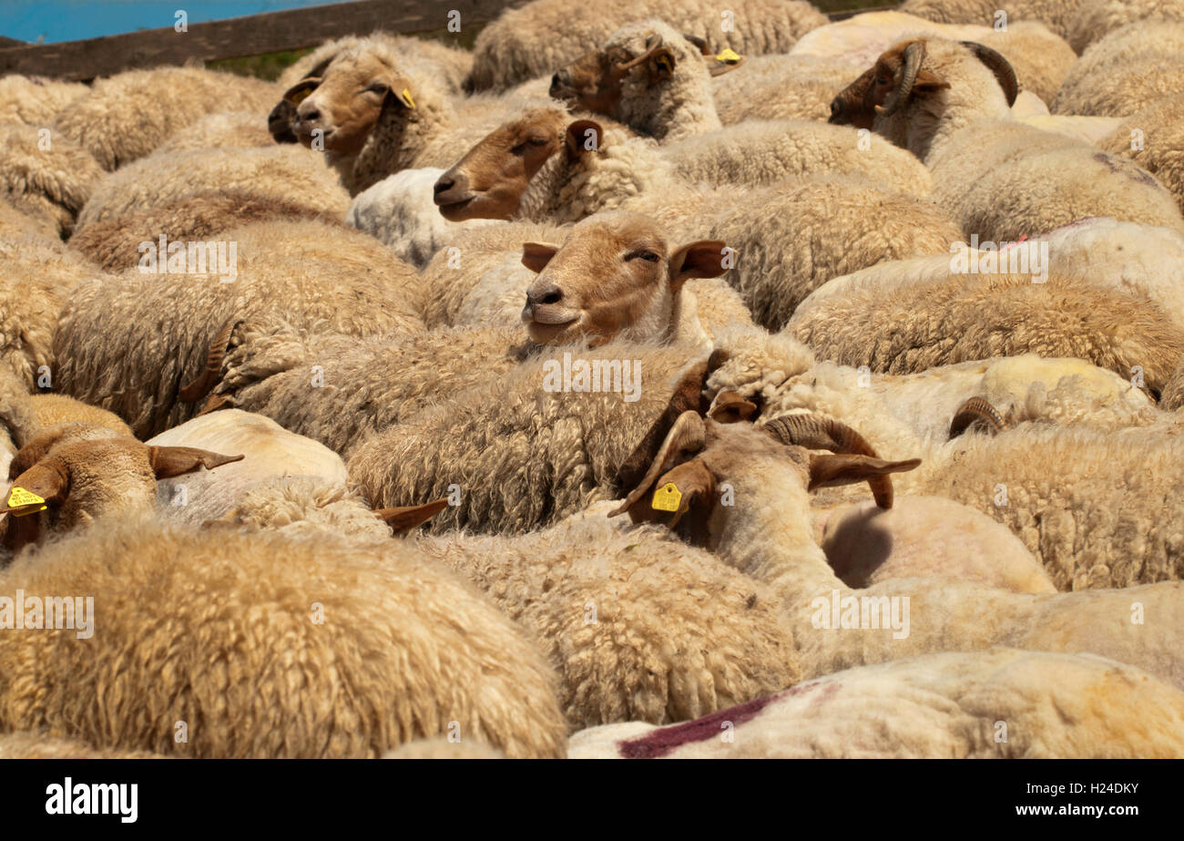 A flock of sheep in Transylvania, Romania Stock Photo - Alamy