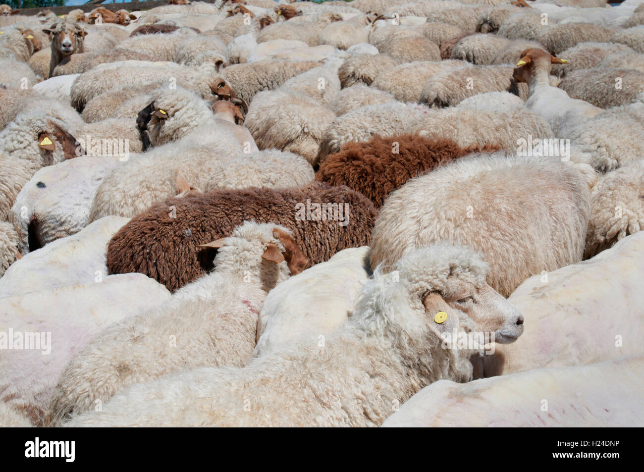A flock of sheep in Transylvania, Romania Stock Photo - Alamy