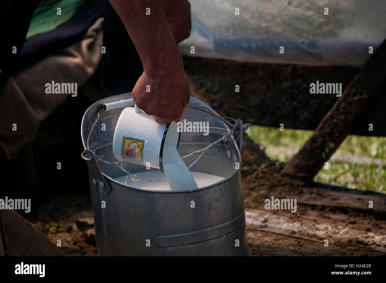 Hand milking a goat hi-res stock photography and images - Alamy