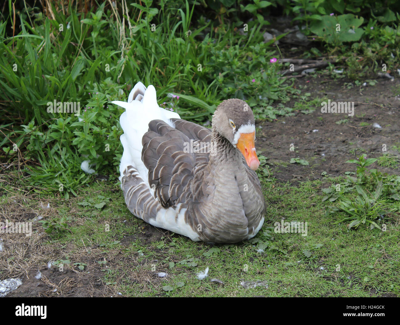 Grey goose hi-res stock photography and images - Alamy