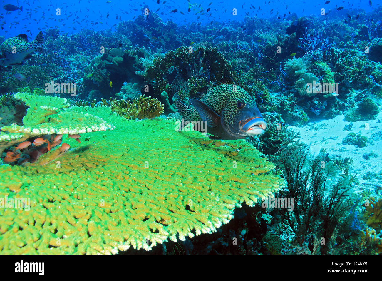 The Pristine and Colorful Coral Reefs of Komodo, Indonesia Stock Photo ...