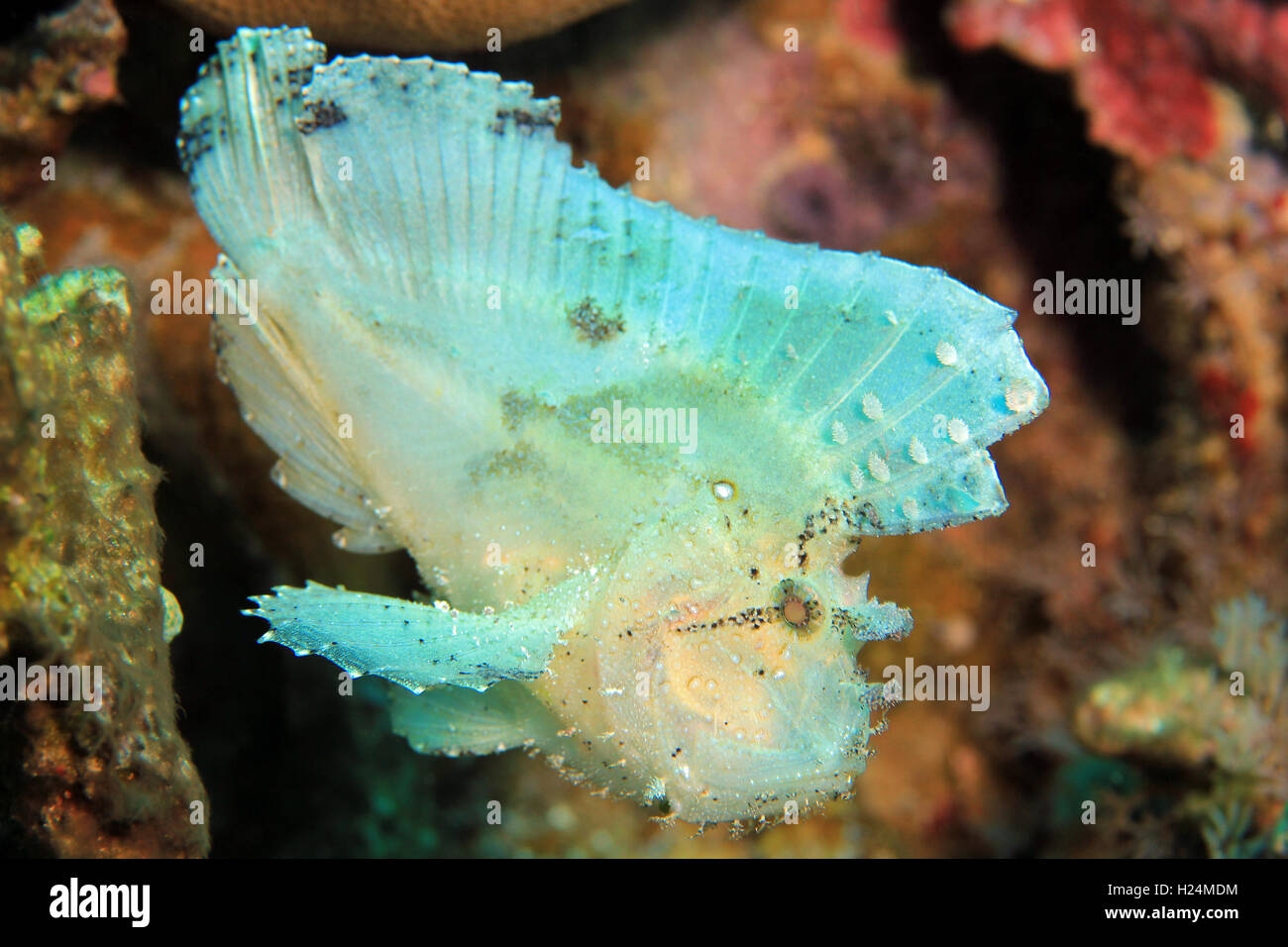 Leaf Scorpionfish (Taenianotus Triacanthus, aka Leaf Fish, Paperfish ...