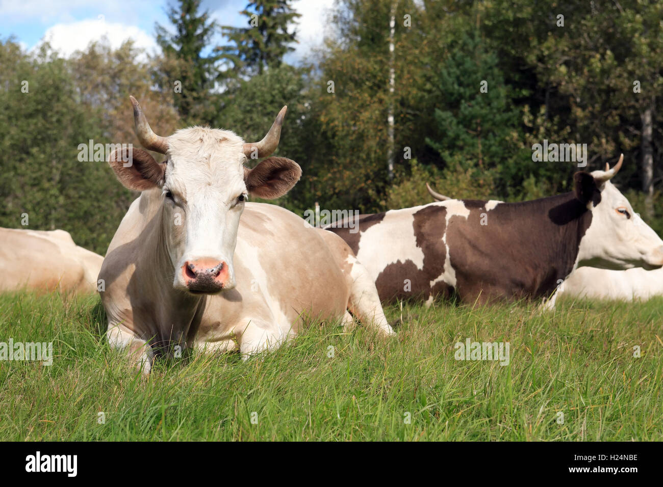 Farming landscape. Cow on green grass against forest and sky Stock ...