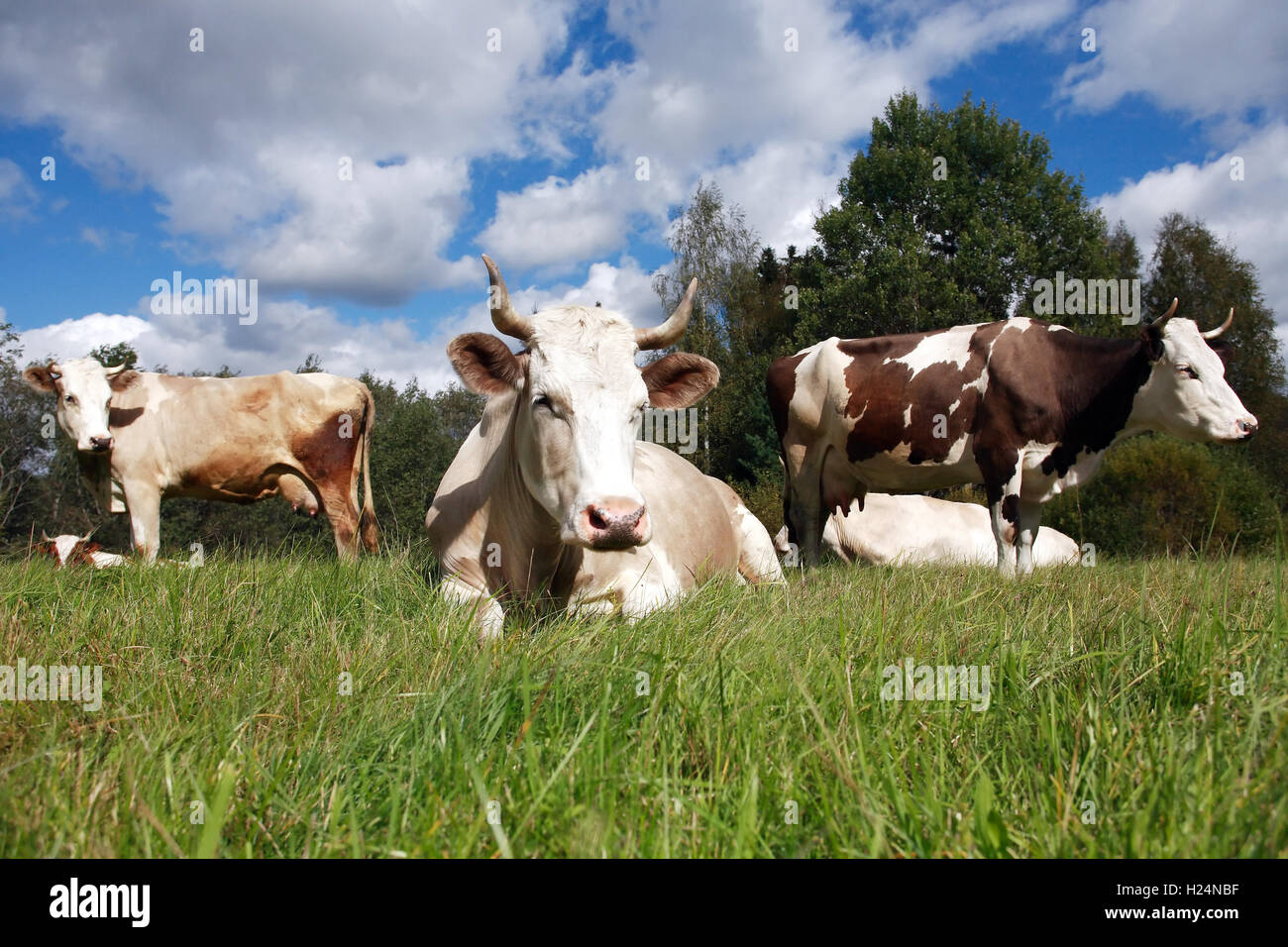 Farming landscape. Few cows on green grass against forest and sky Stock ...