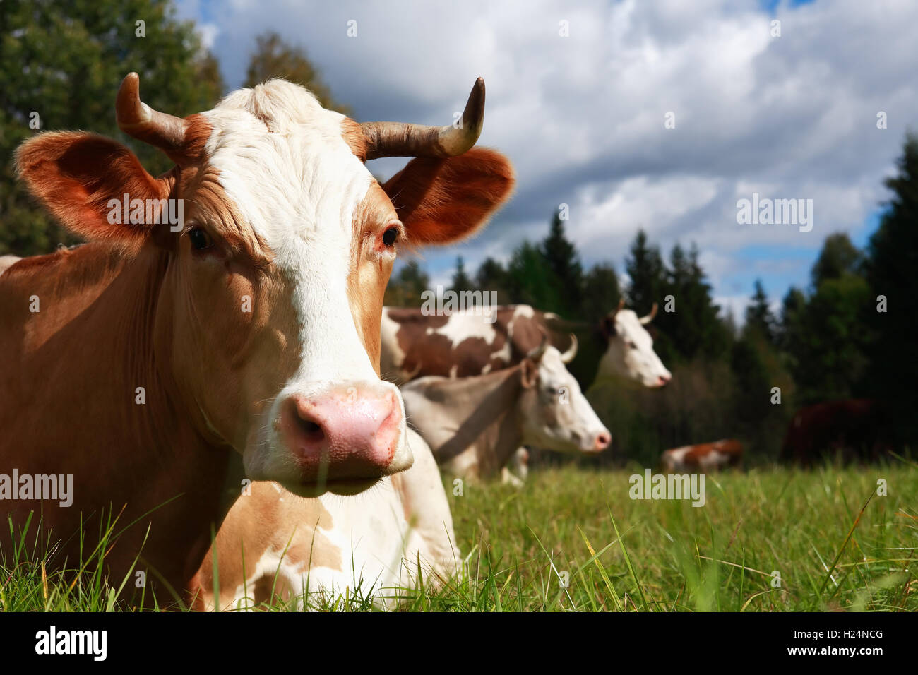 Farming landscape. Cow on green grass against forest and sky Stock ...