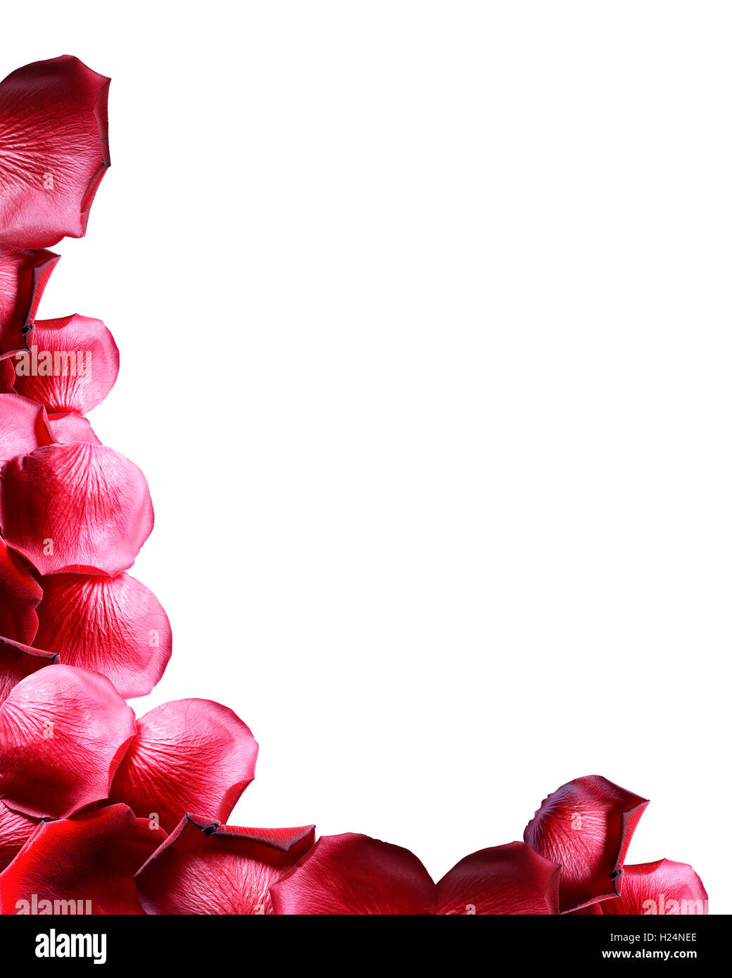 Nice border made from red rose petals on white background Stock Photo ...