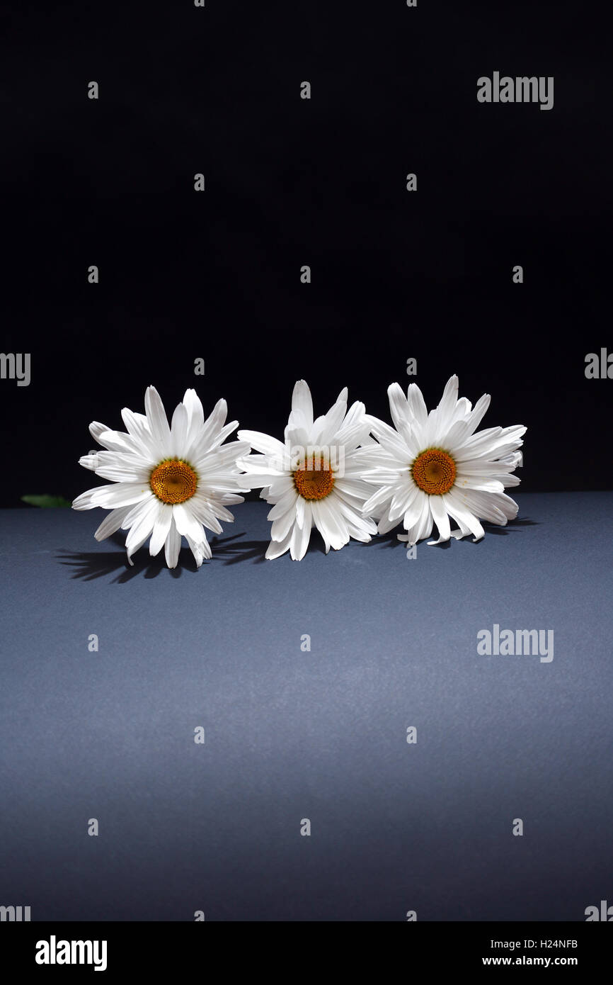 Three daisy flowers on dark background with free space Stock Photo - Alamy