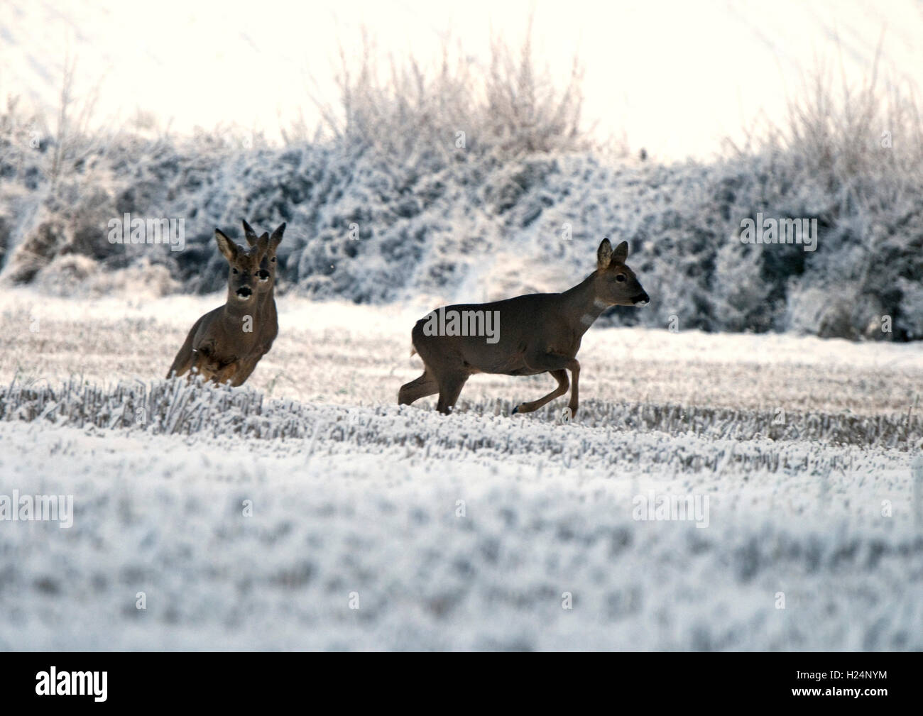Pabellones En Deer Chase