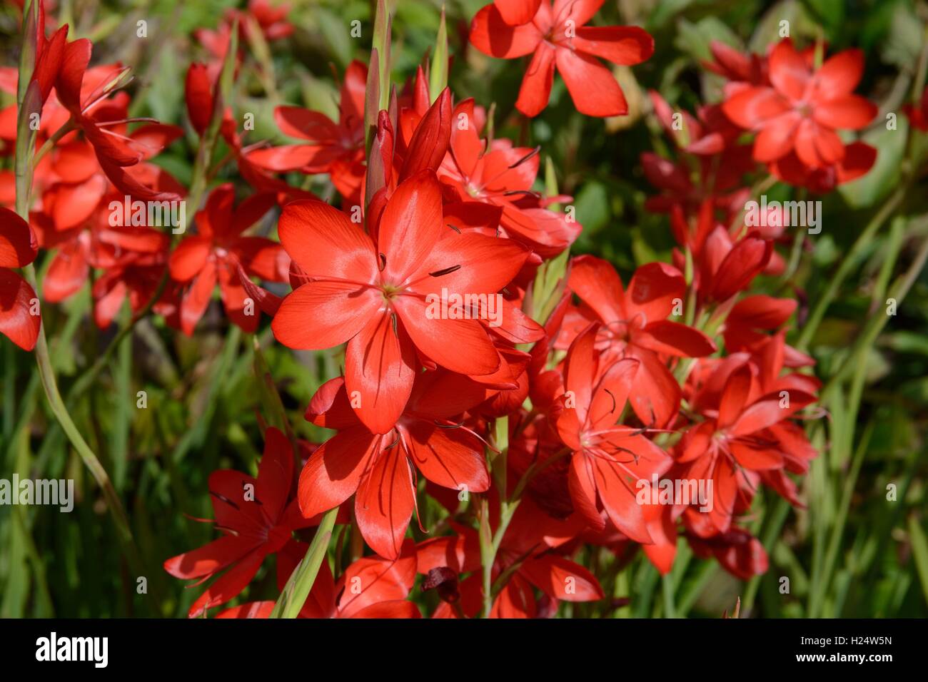 Hesperantha coccinea Major Crimson flag lily Stock Photo - Alamy