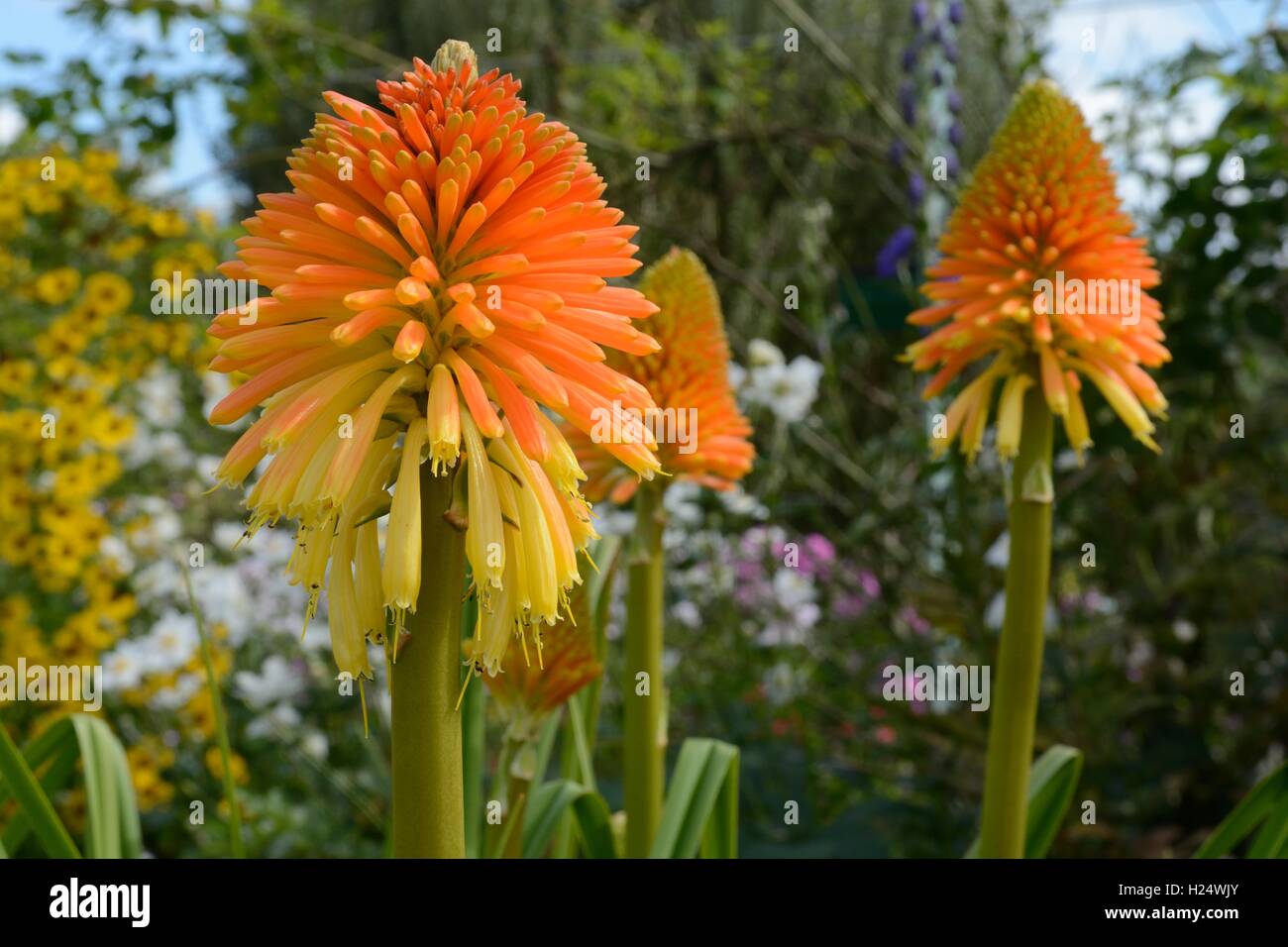 Kniphofia rooperi red-hot poker flowers Stock Photo - Alamy