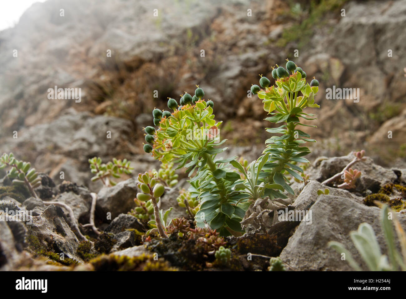 Sprout on waste land hi-res stock photography and images - Alamy