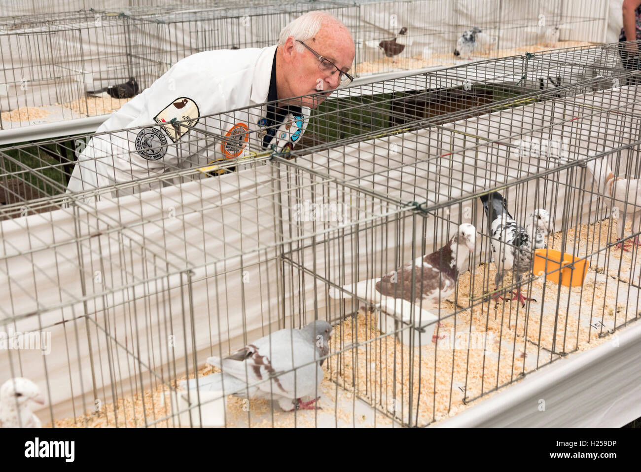 Gransden Cambridgeshire UK, 24th September 2016. A man judges the fancy ...