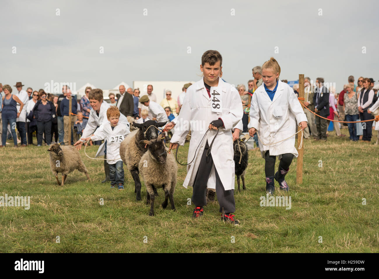 Agricultural and livestock activities hi-res stock photography and ...