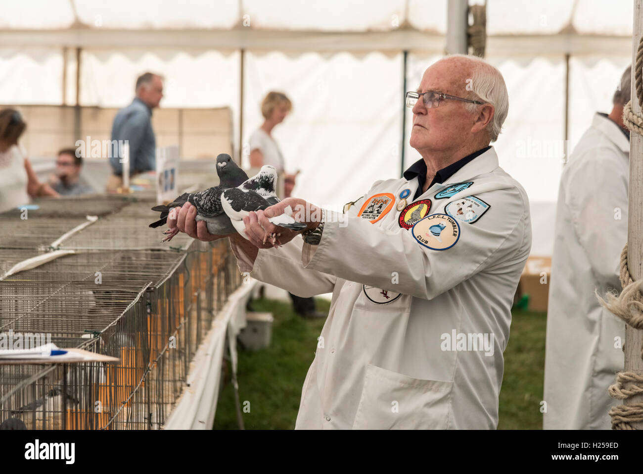 News animals pigeon hi-res stock photography and images - Alamy