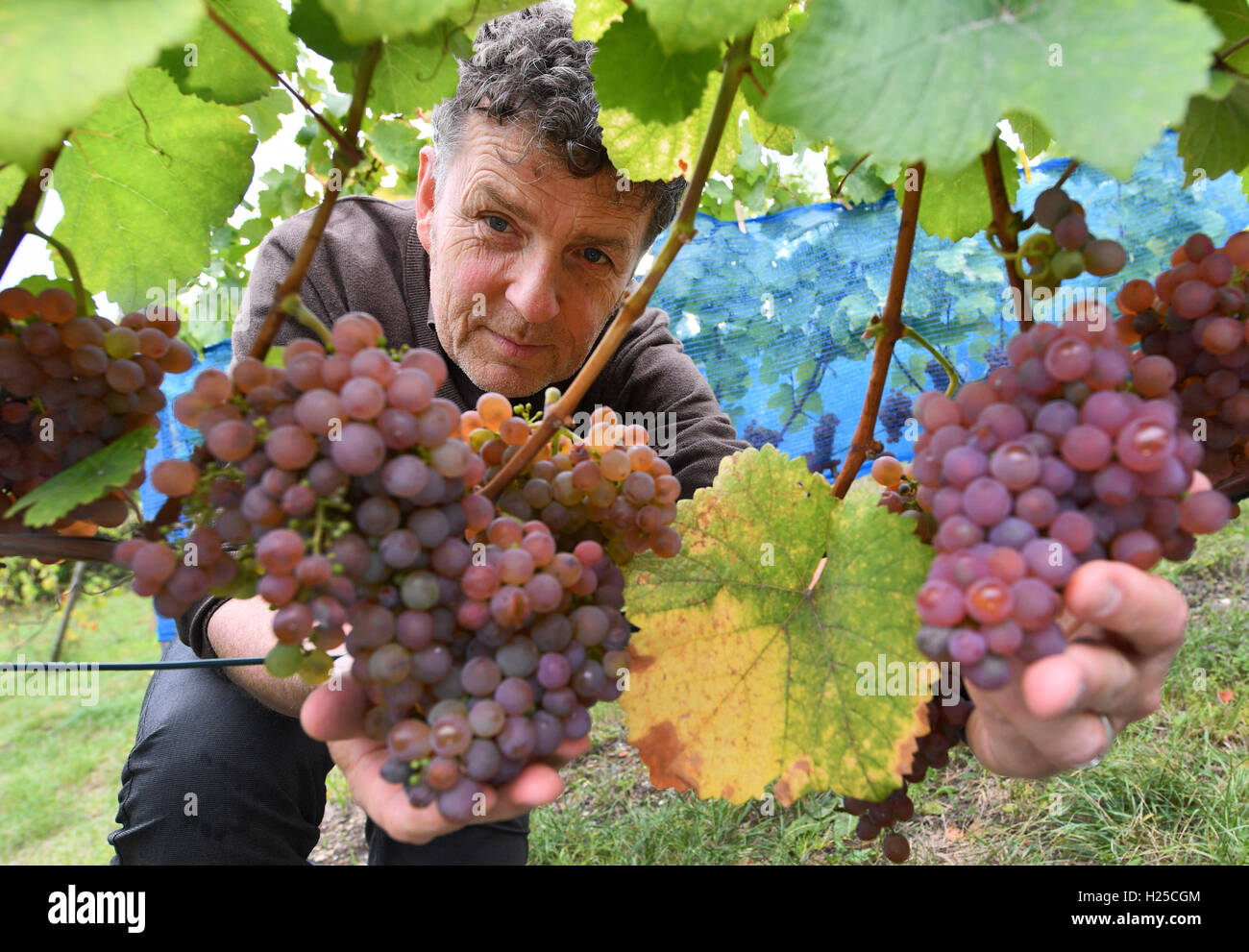 Jena, Germany. 20th Sep, 2016. Landscape architect Wolfram Stock ...