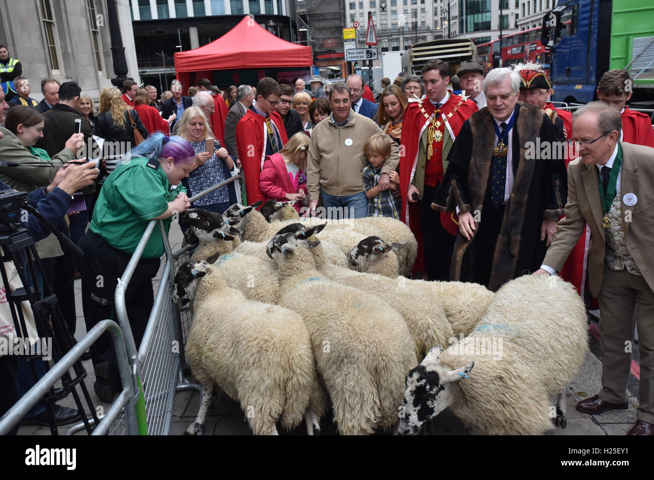 London Bridge, London, UK. 25th Sep, 2016. The annual sheep drive by ...