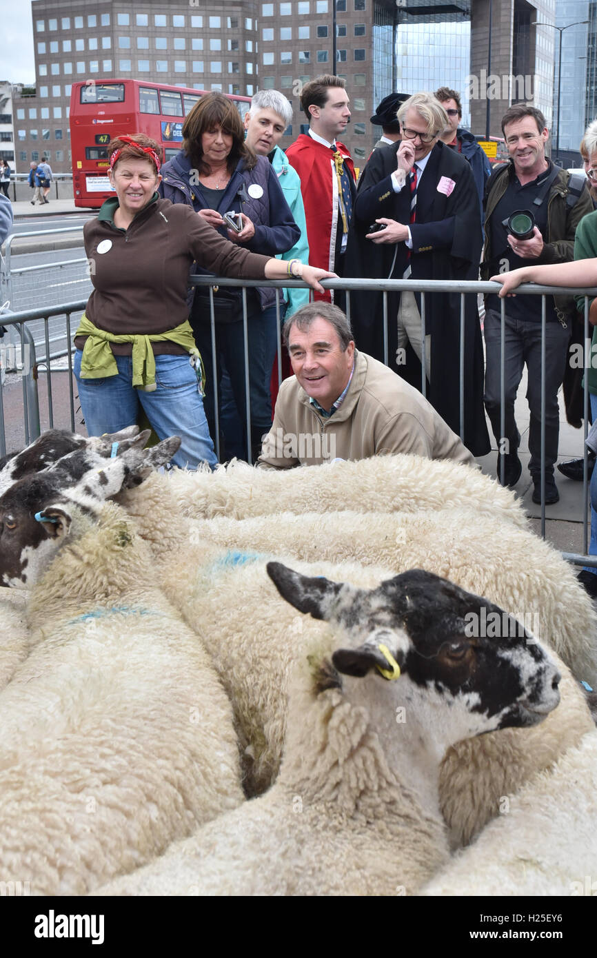 London Bridge, London, UK. 25th Sep, 2016. The annual sheep drive by ...
