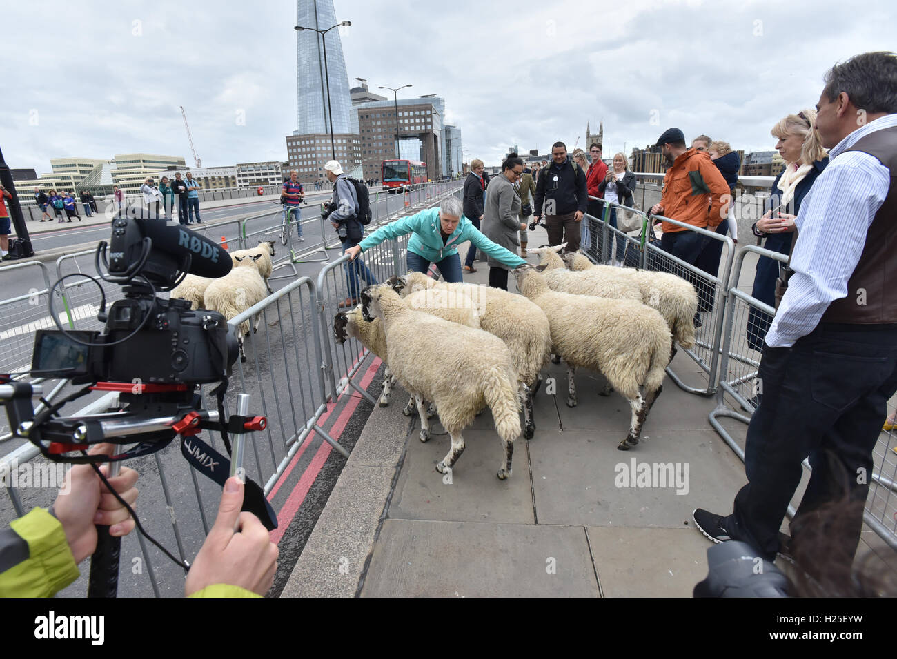 London Bridge, London, UK. 25th September, 2016. Nigel Mansell. The annual sheep drive by the ...