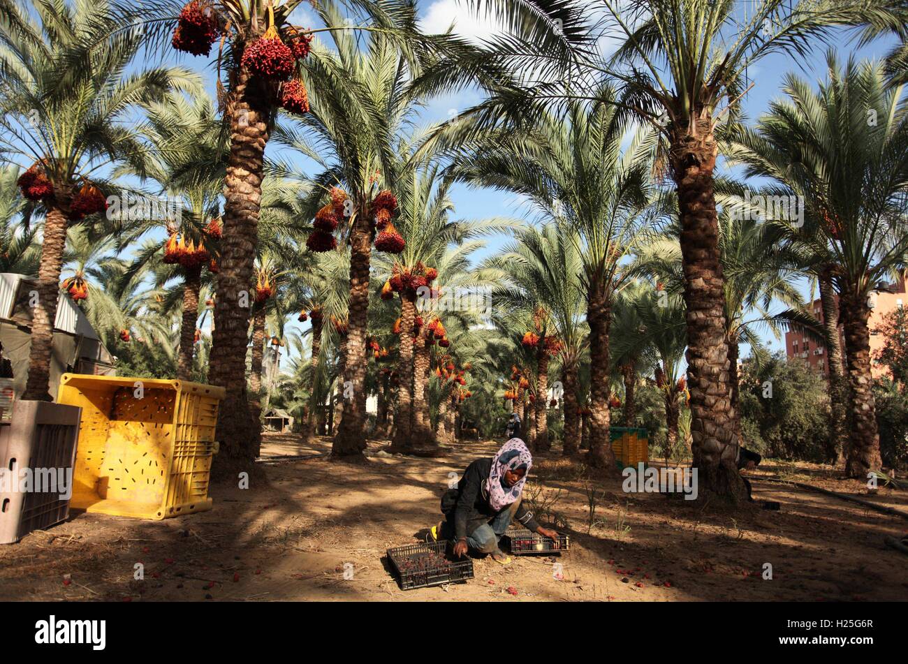 Dair Al Balah, Gaza Strip, Palestinian Territory. 25th Sep, 2016. A ...