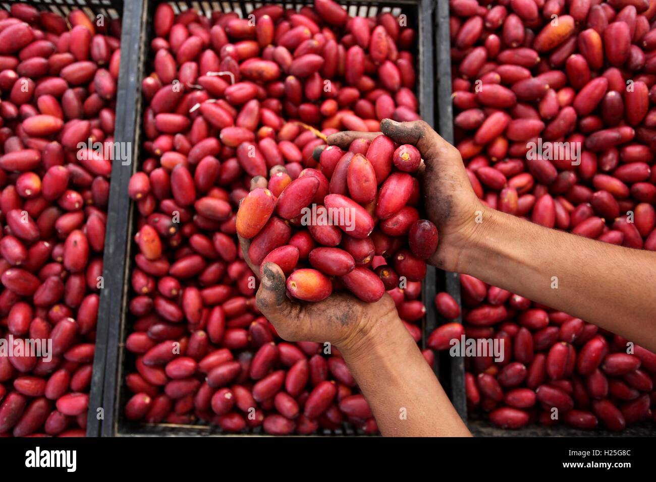 Dair Al Balah, Gaza Strip, Palestinian Territory. 25th Sep, 2016. A ...